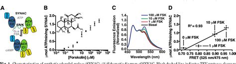 Figure 1 From Correlation Between Activity And Domain Complementation