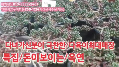다녀가신분이극찬한다육이최대매장 다남다남다육010 3339 2461 Youtube