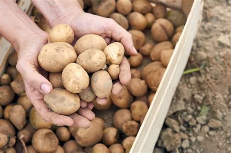 Why Do Potatoes Turn Black Top Facts