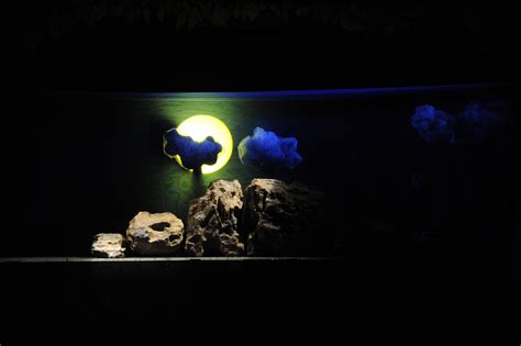 შვლის ნუკრის ნაამბობი