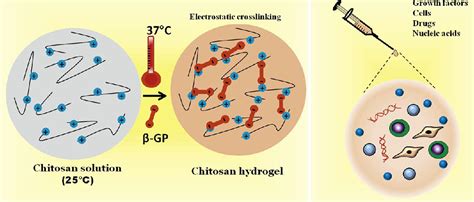 Frontiers Recent Advances Of Chitosan Based Injectable 56 Off