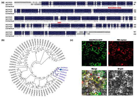 Sequence Analysis And Subcellular Localization Of Ntcipk23 A Amino Download Scientific