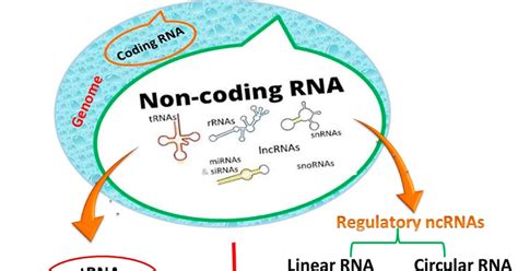 The Symphony Of Silence Bioinformatics Decodes The Language Of Non Coding Rna