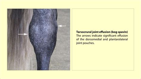 Bog Spavin Or Idiopathic Synovitis Or Tarsocrural Effusion