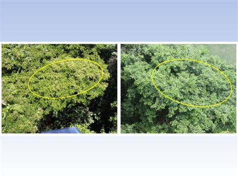 2018 Asprs Big Data Classification Of Tropical Forest Tree Species Using High Resolution 2018 Asprs Big Data Classification Of Tropical Forest Tree Species Using High Resolution