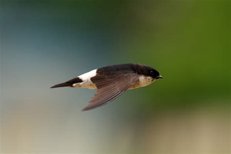ビュンビュン飛びます イワツバメ 1 By B88 （id：12958697） 写真共有サイトphotohito