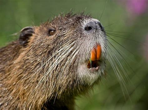 Nutria Nutria An Invasive Species Of Rodent Has Just Been Discovered