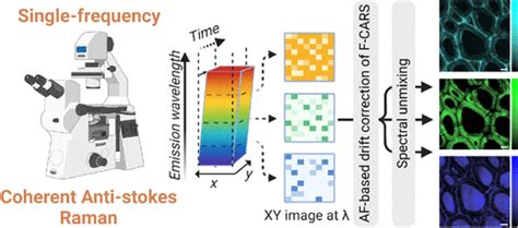 Spectral Unmixing For Label Free In Liquid Characterization Of Biomass