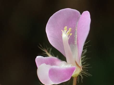 Desmodium Heterophyllum · Inaturalist