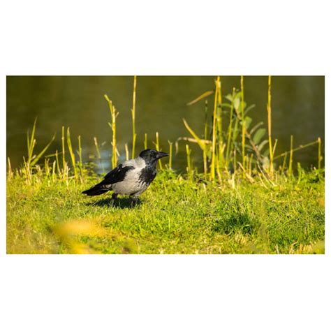 Naturfoto Dohle Jochen Herting Naturfotografie