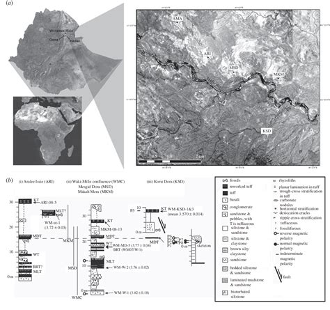 Figure 1 From Phylogeny Of Early Australopithecus New Fossil Evidence From The Woranso Mille