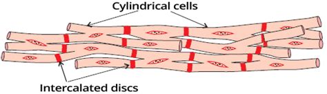 Action Potential Ecg