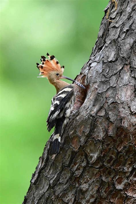 “신기하게 생긴 새를 봤어요” 한국인들 목격담 속 그 새 경주서 일가족 포착