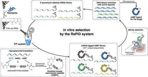 The Rapid Platform For The Discovery Of Pseudo Natural Macrocyclic Peptides Accounts Of