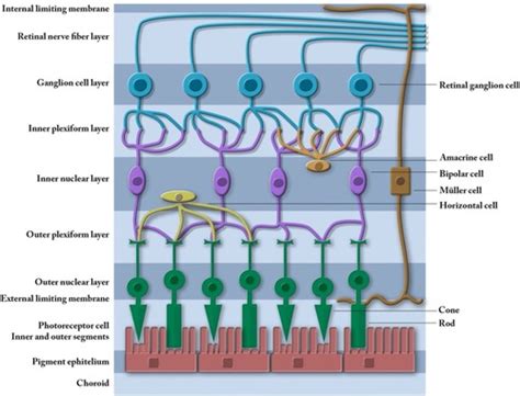 🟦219 Unit 2 Ocular Anatomy Retinal Layers Colour Vision Flashcards Quizlet