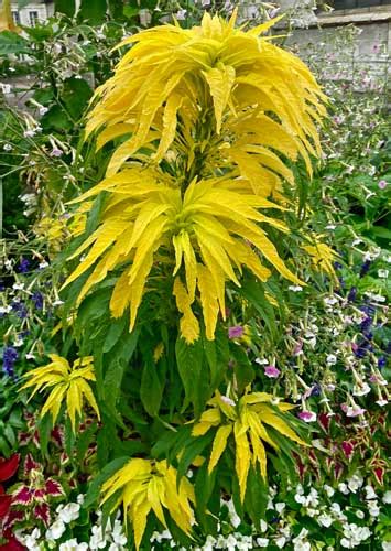 Amaranthus Tricolor Yellow Aurora 100 Seeds