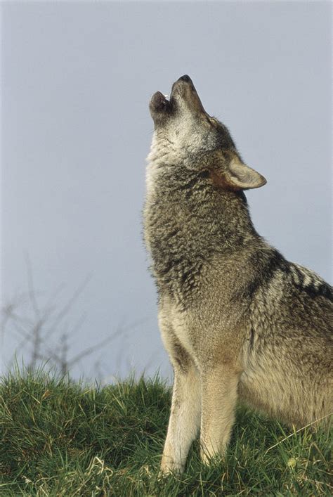 Grey Wolf Howling By Duncan Shaw Science Photo Library