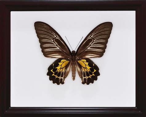 標本 ミノスキシタアゲハ Troides Minos