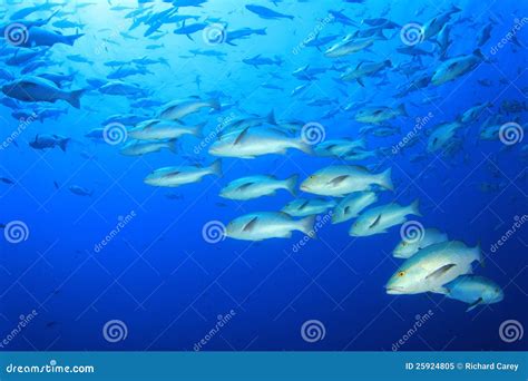 School Of Snapper Fish Stock Image Image Of Blue Sharm 25924805