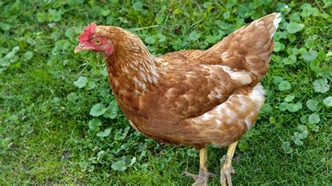 Worms In Chickens How To Spot Treat And Prevent Backyard Chickens Coop