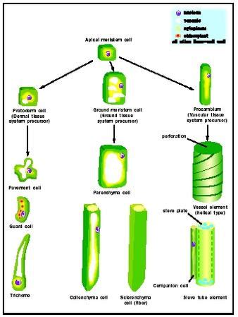 Differentiation In Plants Biology Encyclopedia Cells Body Examples Function Process