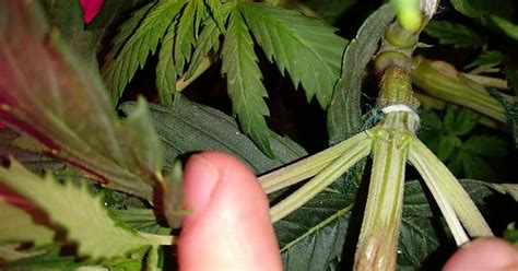 Male Preflower Album On Imgur