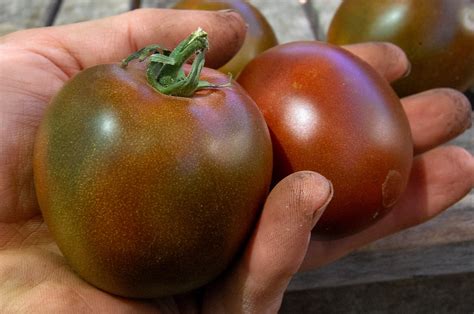 Black Prince Tomato Seeds The Plant Good Seed Company