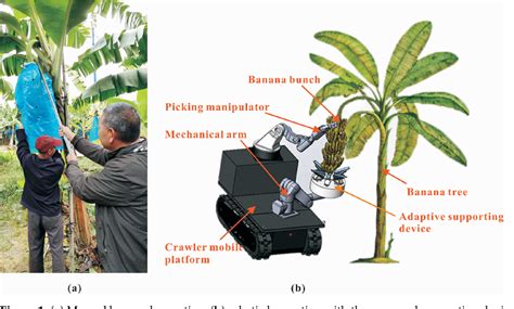 Figure 1 From Design And Analysis Of A Flexible Adaptive Supporting Device For Banana Harvest