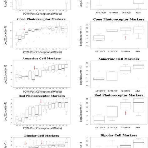 The Expression Of Retinal Marker Genes A Expression Of Retinal
