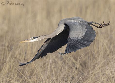 How Far Can A Heron Fly