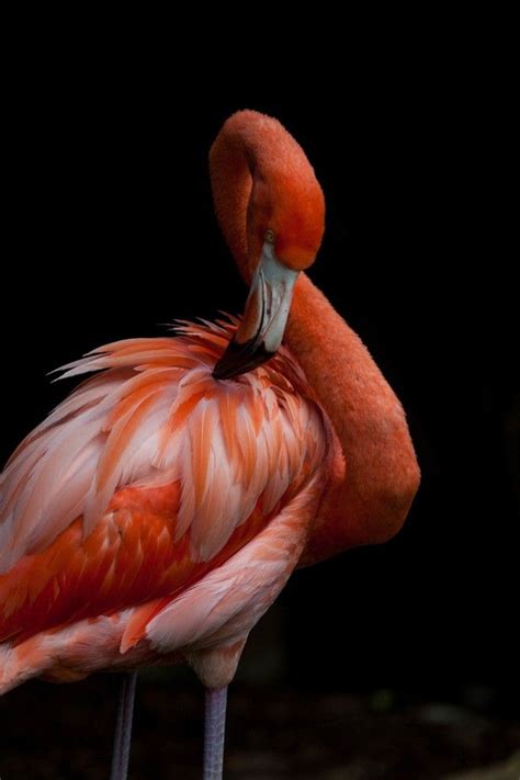Preening Flamingo