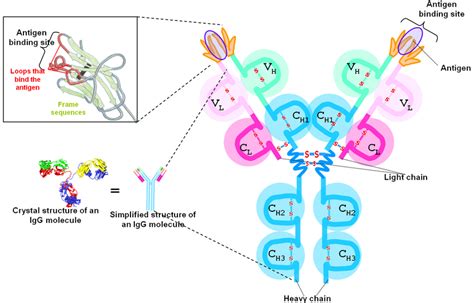 Schematic Representation Of An Immunoglobulin G Structure And The Download Scientific Diagram