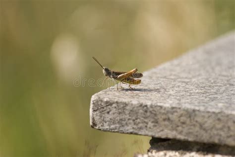 Beautiful Grasshopper Stock Image Image Of Nice Grasshopper 68797049
