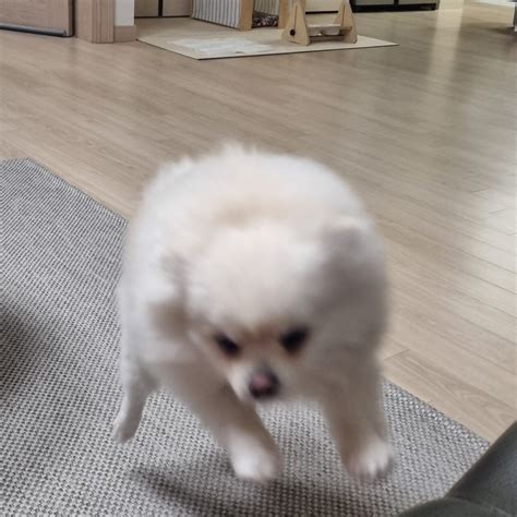 울집 개 보고가 포텐 터짐 최신순 에펨코리아