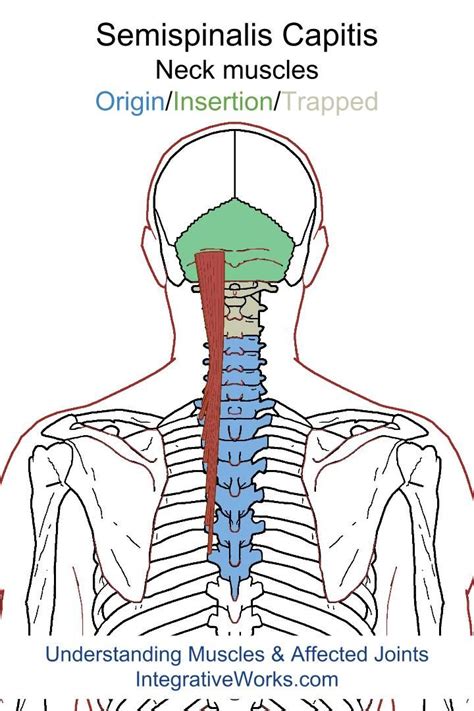 Oit Semispinalis Capitis Headache Trigger Points Massage