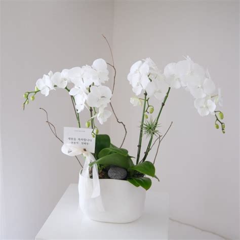 강남 서초 송파 병원 개원 축하 호접란 양란 화분 선물 배송 네이버 블로그