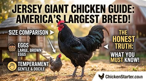Ameraucana Chicken Complete Breed Guide To Care Eggs Colors And Lifespan
