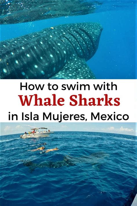 Swimming With Whale Sharks In Mexico All You Need To Know Where To