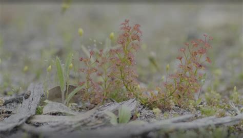 Transcoded Hdr Content Is Heavily Washed Out Rjellyfin