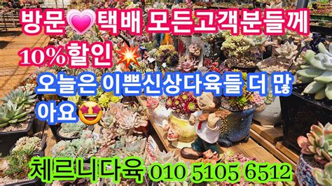 체르니다육🤩모든분들10할인💥흑사금가격최고황홀한연꽃금핑크베라금로즈락금수연금호피복랑금봉황법사무지개염좌금💗23517korean Succulents