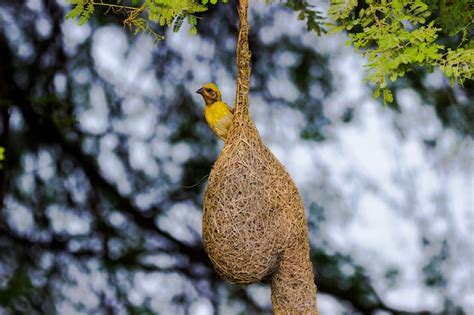 Premium Photo The Yellow Browed Sparrow Standing Firmly On Its Nest Under The Tree In Its
