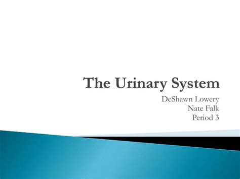 Ppt Understanding The Urinary System Functions Organs And Processes Powerpoint Presentation