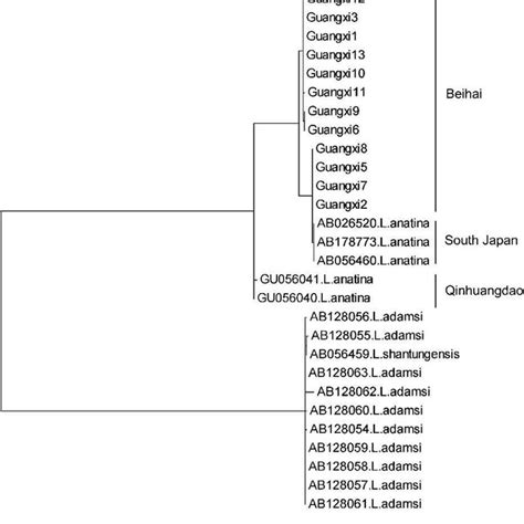 maximum likelihood tree based on 351 bp coi sequences datasets of