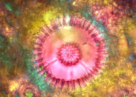 Radiolarian Stock Image Z1100243 Science Photo Library