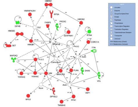 Highest Scoring Molecular Interaction Network Generated From Ingenuity Download Scientific