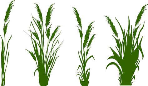 Image Of A Monochrome Reedgrass Or Bulrush On A White Background