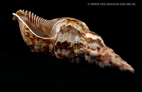 Veilinghuis Online Kavel Details Tritonshoorn Schelp