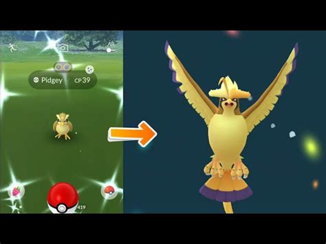 Pokemon Pidgey Evolution Chart