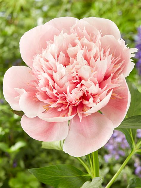 Flowers That Look Like Peonies