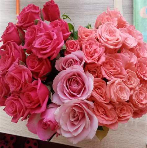 ვარდის ნერგის საბითუმო სათბური 551028794 Tbilisi